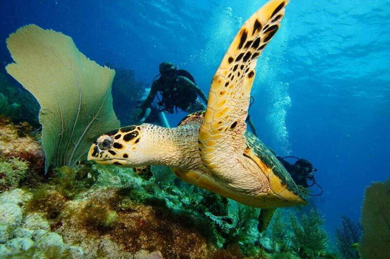 CANCUN: 2T REEF DIVES FOR CERTIFIED DIVERS - The Itinerary in Detail