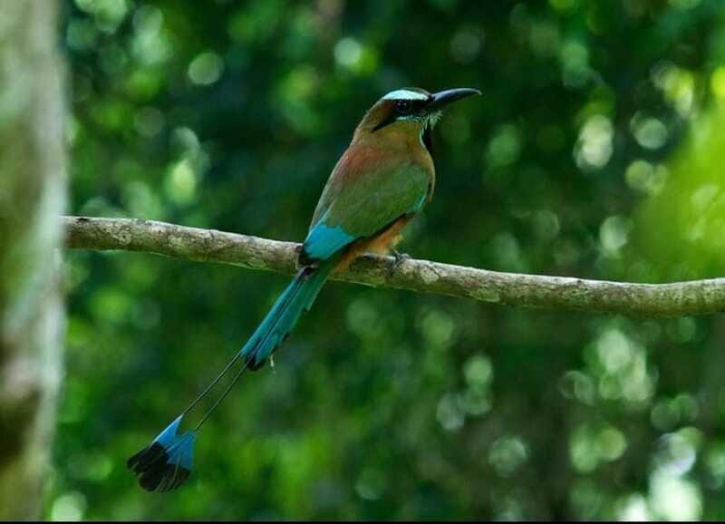 Cancún: Birds Photography Expedition with Transportation - What Travelers Have Said
