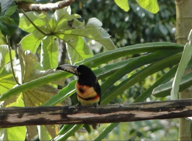 Cancún: Birds Photography Expedition with Transportation - Who Should Consider This Tour?