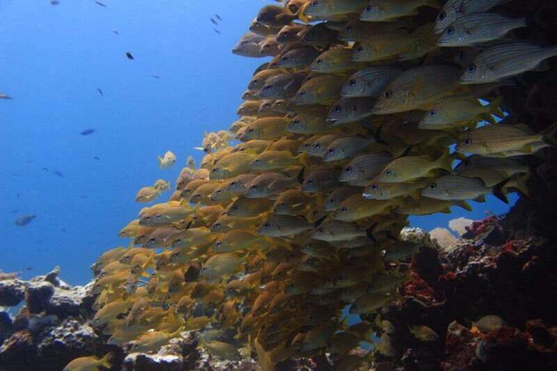 Cancun: Dive Underwater Museum & Manchones Reef - An Overview of the Experience
