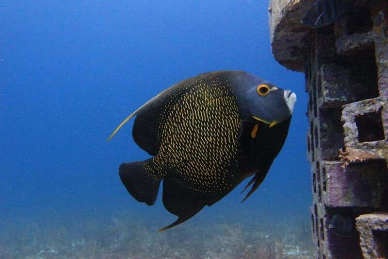 Cancun: Dive Underwater Museum & Manchones Reef - Value and Practicalities