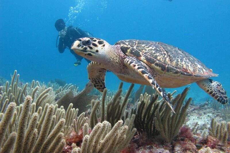Cancun: Dive Underwater Museum & Manchones Reef - FAQ