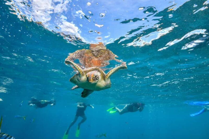 Cancun: Explore Tulum, swim with turtles, and visit a cenote - Who Will Love This Tour?