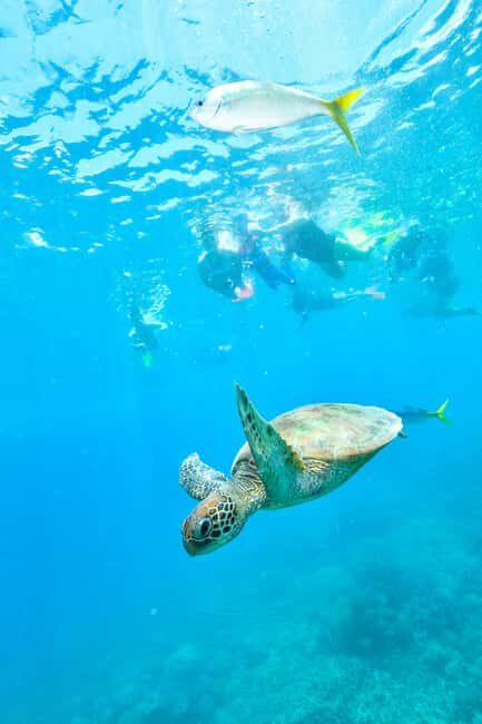 Cancun: Explore Tulum, swim with turtles, cenote, and snorkel in caves - Key Points