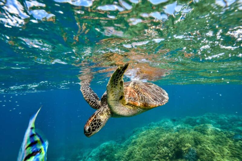 Cancun: Explore Tulum, swim with turtles, cenote, and snorkel in caves - The Sum Up
