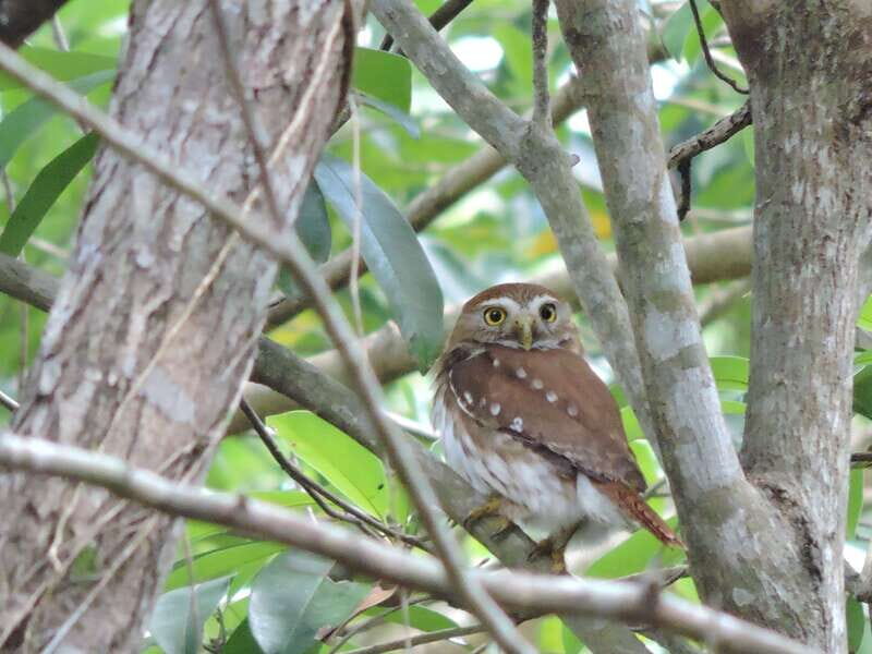 Cancún: Guided Birdwatching Hike - An In-Depth Look at the Birdwatching Experience