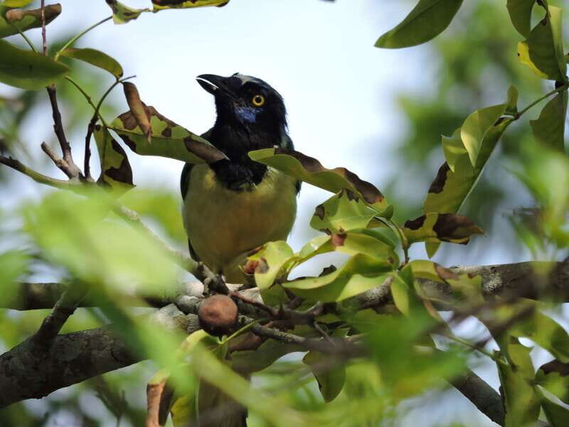 Cancún: Guided Birdwatching Hike - The Sum Up