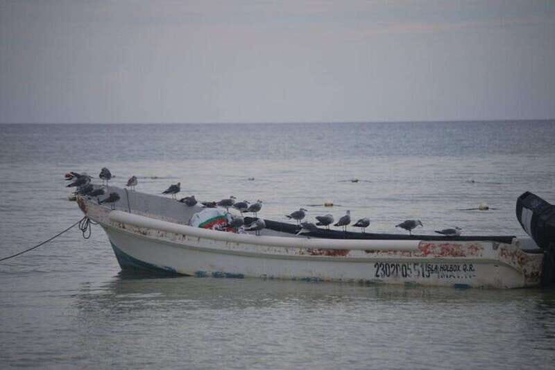 Cancun: Holbox Island Birdwatching and Wildlife Adventure - Little Bird Island: A Birdwatcher’s Dream