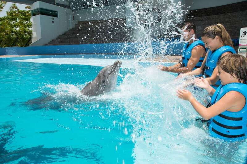 Cancun: Interactive Aquarium - Swim with Dolphins Splash - A Close Look at the Experience