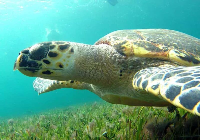 Cancun: Jungle Speedboat & Snorkeling Adventure - An In-Depth Look at the Jungle Speedboat & Snorkeling Tour