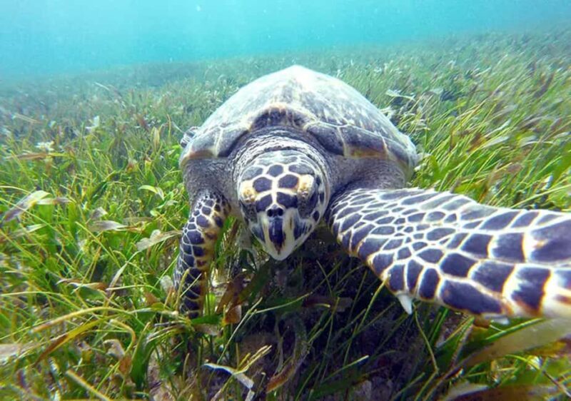 Cancun: Jungle Speedboat & Snorkeling Adventure - An Honest Breakdown of the Experience