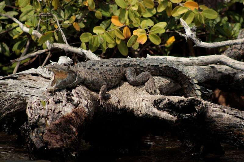 Cancun: Jungle Tour Adventure with Speedboat and Snorkeling. - The Sum Up: Is It Worth It?