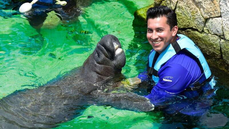 Cancún: Manatee Encounter on Isla Mujeres with Buffet Lunch - Introduction: A Gentle, Family-Friendly Encounter