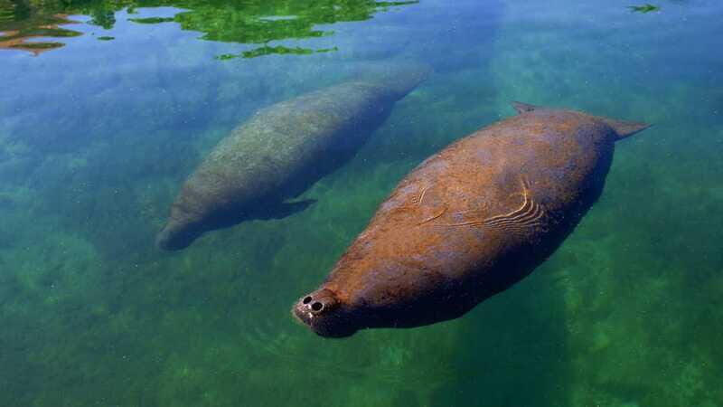 Cancún: Manatee Encounter on Isla Mujeres with Buffet Lunch - Potential Drawbacks and Considerations