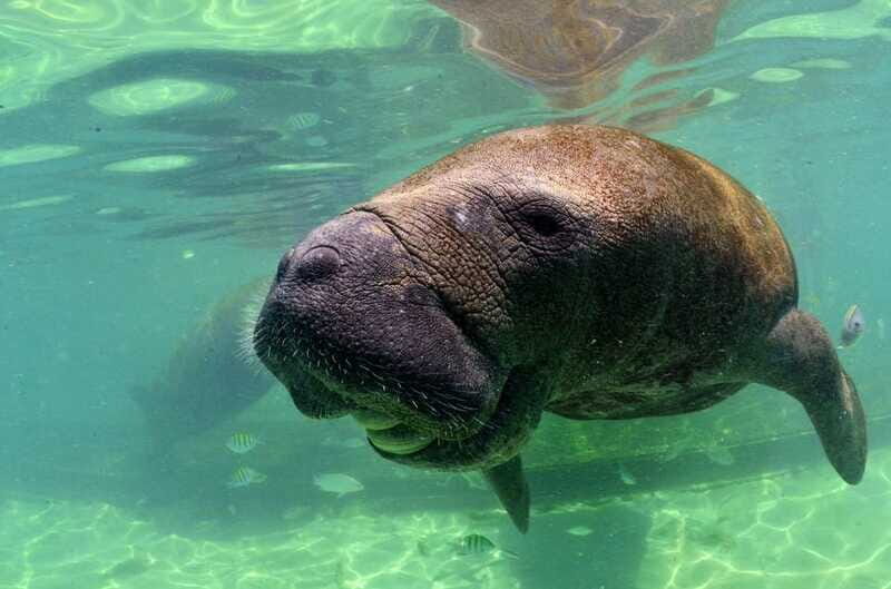Cancún: Manatee Encounter on Isla Mujeres with Buffet Lunch - Final Thoughts: Who is This Tour For?