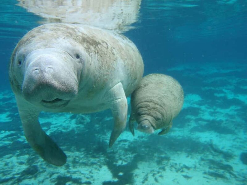 Cancun: Manatee Swimming on Isla Mujeres with Buffet Lunch - Who Should Consider It?
