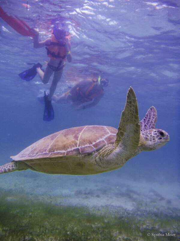 Cancun: Marine Turtle Observation in Akumal - An In-Depth Look at the Experience