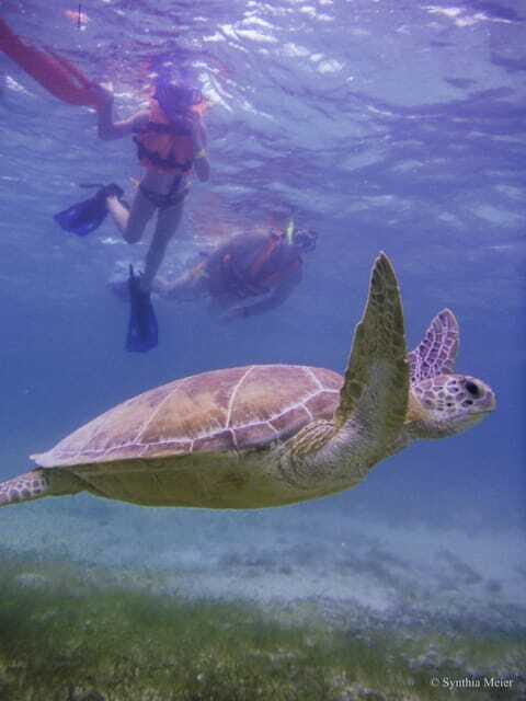 Cancun: Marine Turtle Observation in Akumal - FAQ