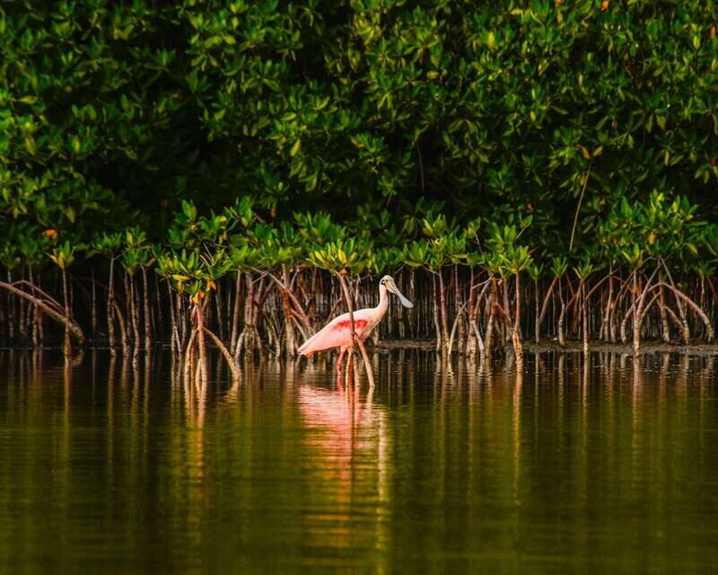 Cancún: Morning or Sunset Kayak Adventure in Nichupte Lagoon - FAQ
