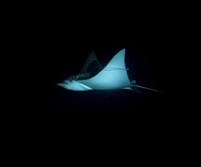 Cancun: Night Dive for Certified Divers - Key Points