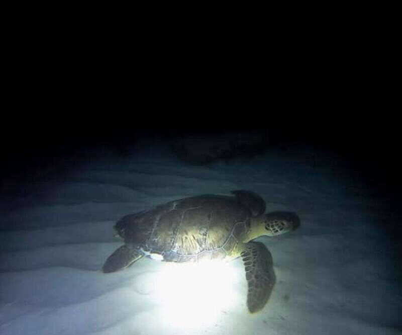 Cancun: Night Dive for Certified Divers - The Itinerary in Detail