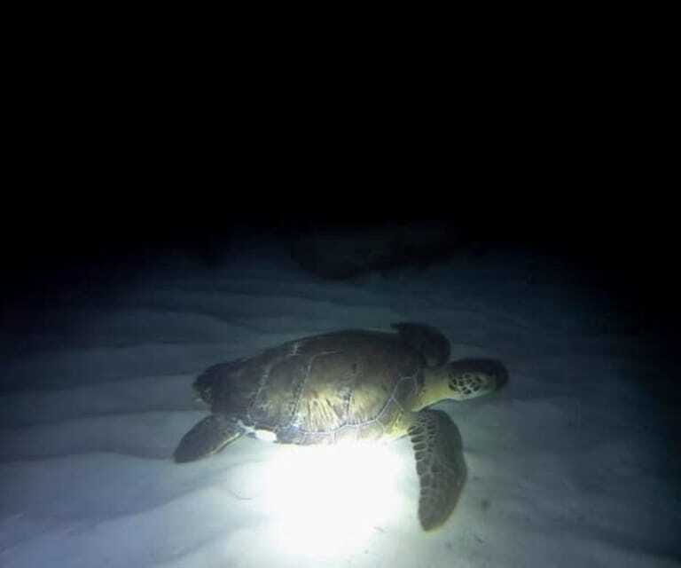 Cancun: Night Dive for Certified Divers - Equipment and Safety