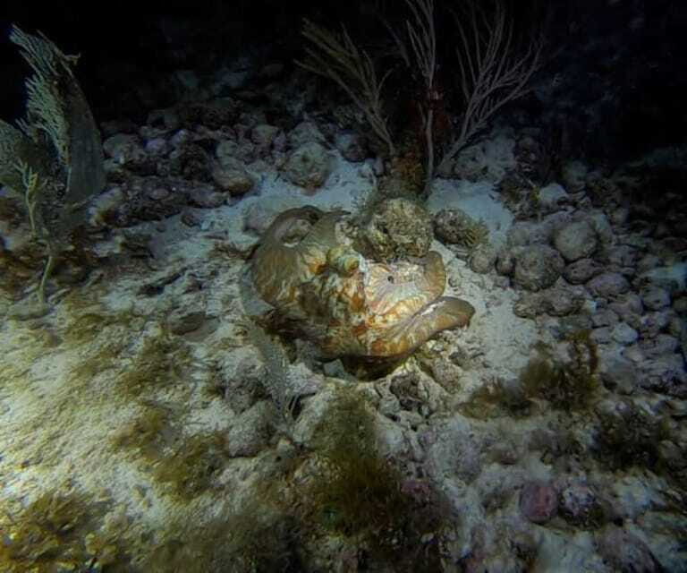 Cancun: Night Dive for Certified Divers - Who Would Love This Experience