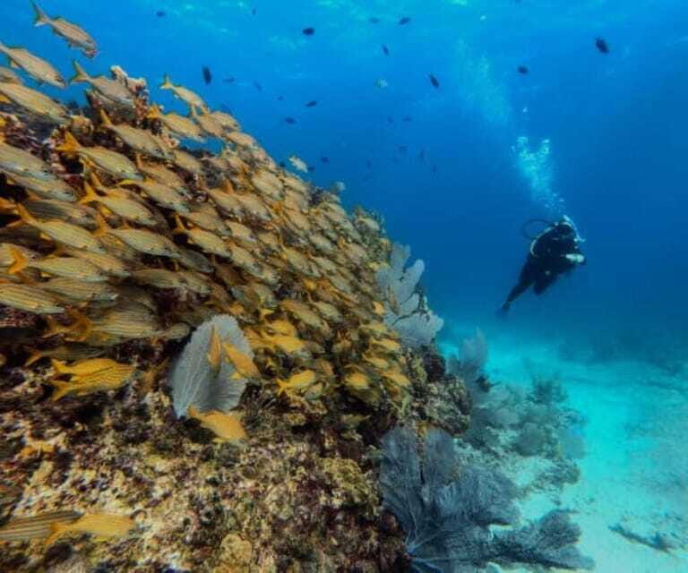 Cancun: PADI Open Water Diver Course - Who should consider this course?