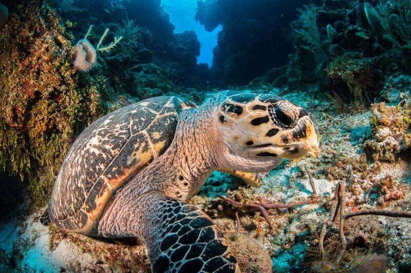 Cancun: Parrotfish Adventure Package - Who Would Love This Tour?