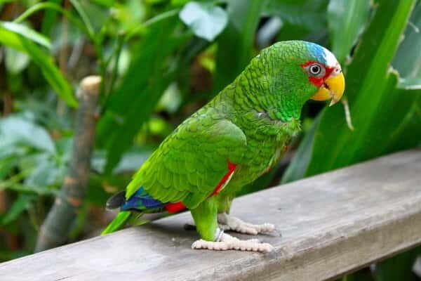 Cancun: Private Birdwatching Tour - A Closer Look at the Private Birdwatching Tour