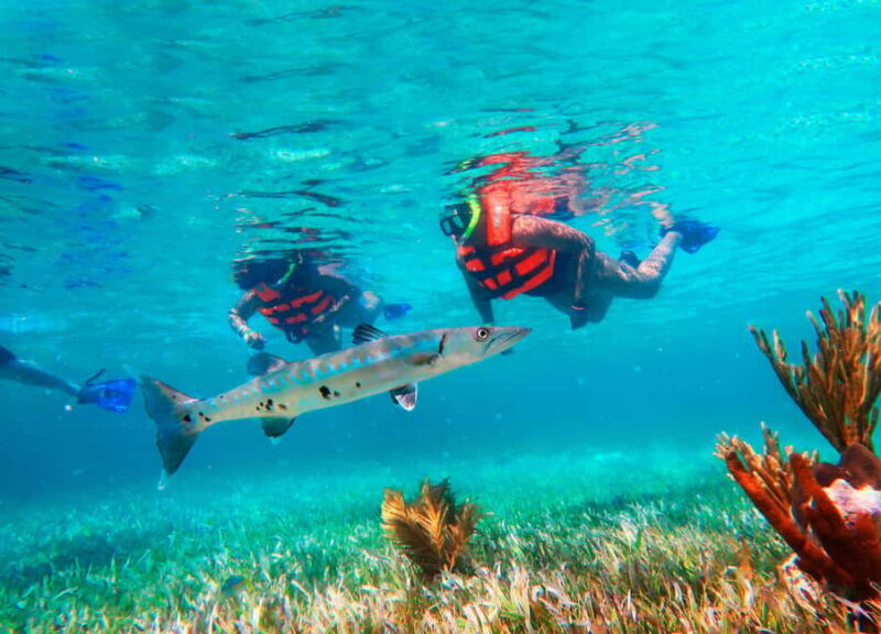 Cancún: Puerto Morelos Reef Snorkeling Tour & Seaside Lunch - Key Points