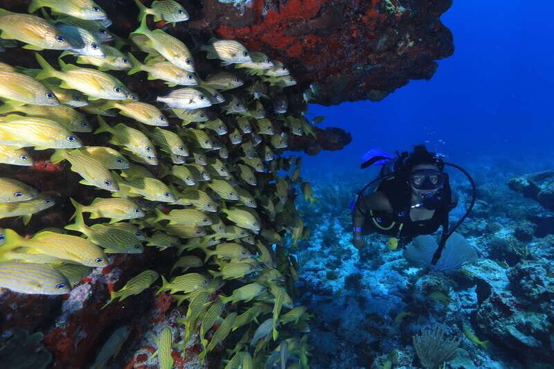 Cancun: Scuba Diving for Beginners, 2 Dives - FAQ