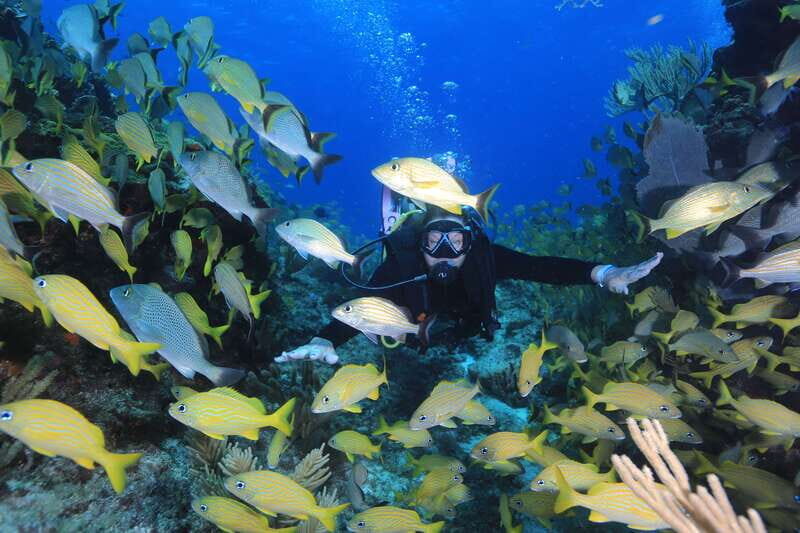 Cancun: Scuba Diving for Certified Divers, 3 options to dive - An Authentic Dive into Cancun’s Underwater Wonders