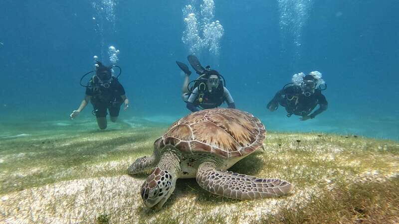 Cancun: Scuba Diving in Puerto Morelos for Beginners 2 Dives - Introduction