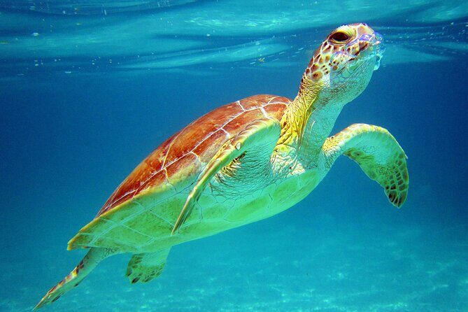 Cancun: Sea turtles and Cenote Tour With Pick Up from your Hotel - A Deep Dive into the Cancun Sea Turtles and Cenote Tour