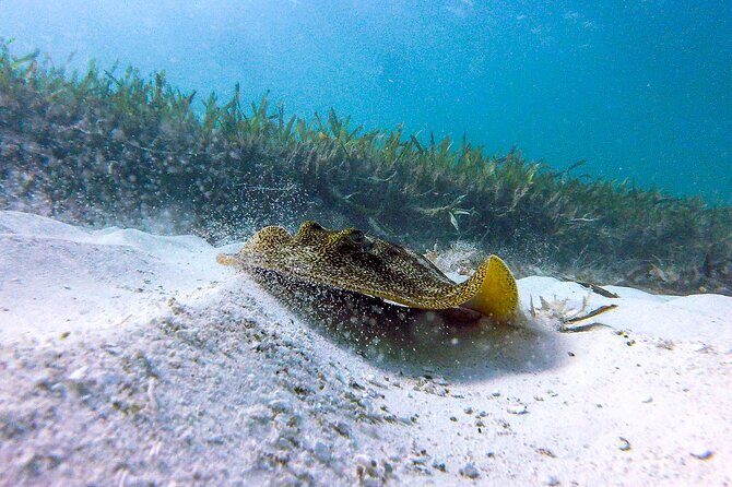 Cancun Snorkeling Adventure: Underwater Museum, Reef & Shipwreck - Authentic Experiences and Authenticity Level