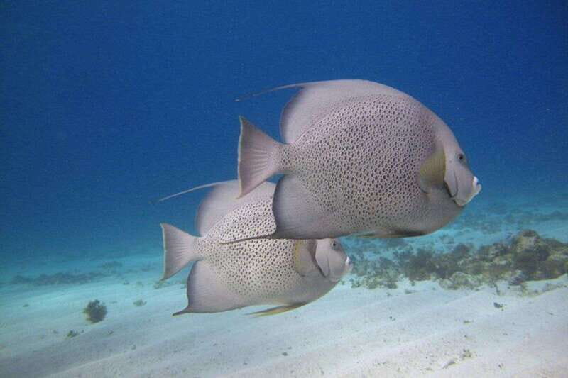 Cancun: Snorkeling at Underwater Museum & Manchones Reef - What to Expect from This Cancun Snorkeling Tour