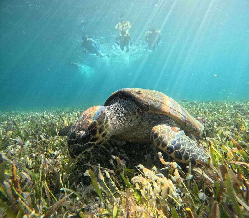 Cancun: Snorkeling Boat Tour with Gear - What We Like About the Tour