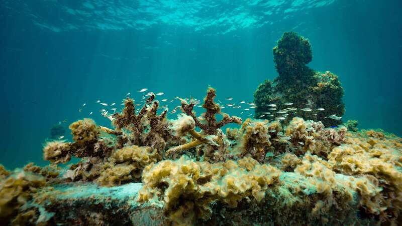 Cancun: Snorkeling Tour at MUSA The Underwater Museum - Final Thoughts: Who Will Love This Tour?