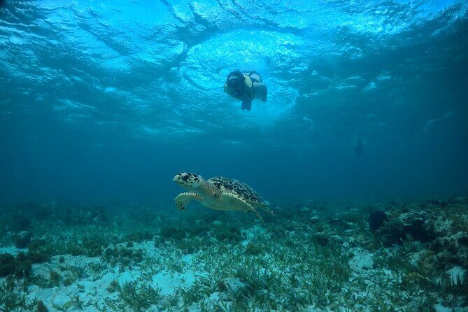 Cancun Snorkeling Tour: Swim with Turtles, Reef, Underwater Museum and Shipwreck - Who Should Consider This Tour?
