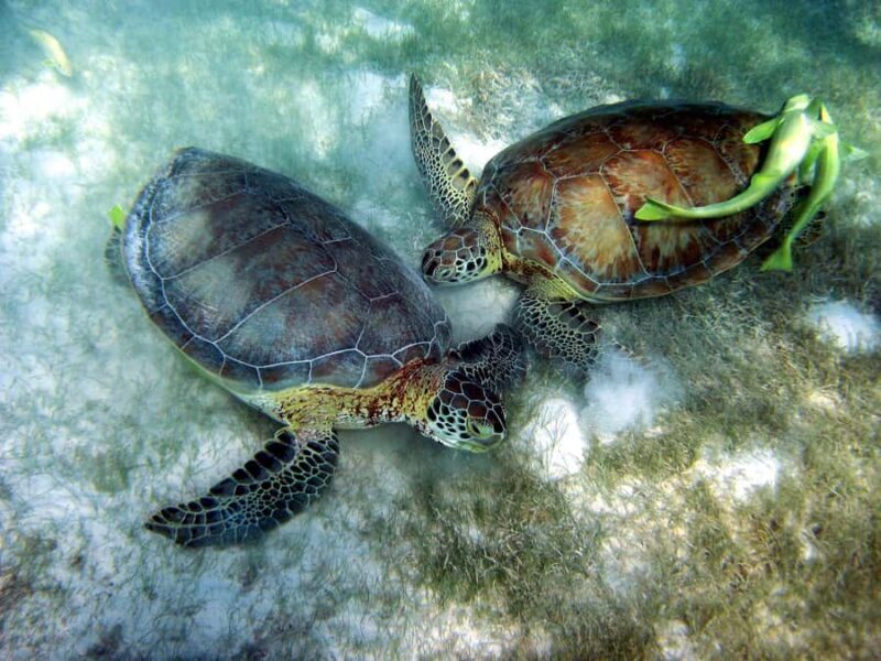 Cancun: Snorkeling tour with Sea Turtles & Cenote, half day. - The Sum Up