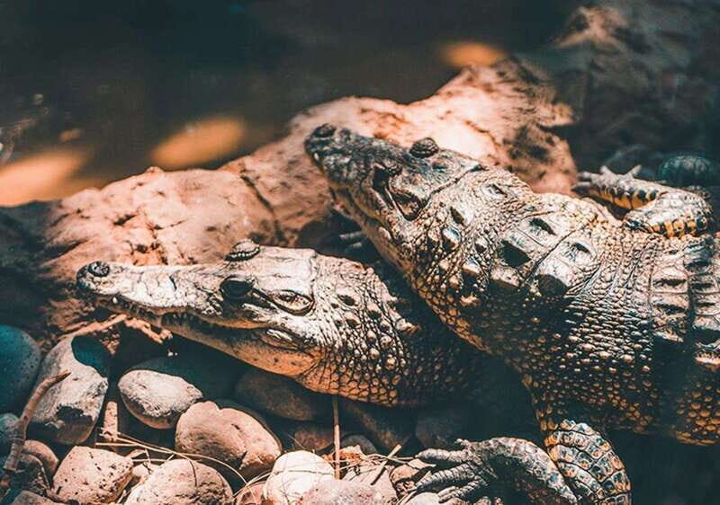 Cancun: Speedboat Adventure & Crocodile Sighting - An In-Depth Look at the Tour Experience