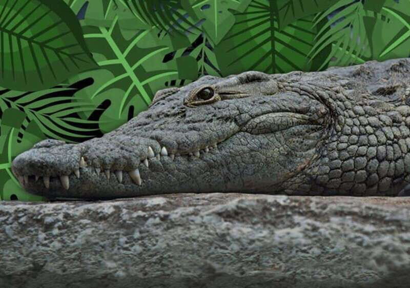Cancun: Speedboat Adventure & Crocodile Sighting - Who Will Love This Tour?