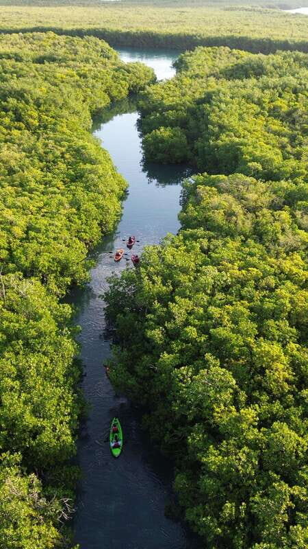 Cancun: Sunset Kayak Experience in the Mangroves - What to Expect During the Tour