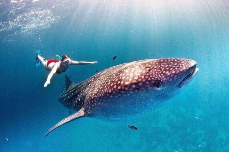 Cancun: Swim with Whale Sharks - What to Expect from This Whale Shark Tour