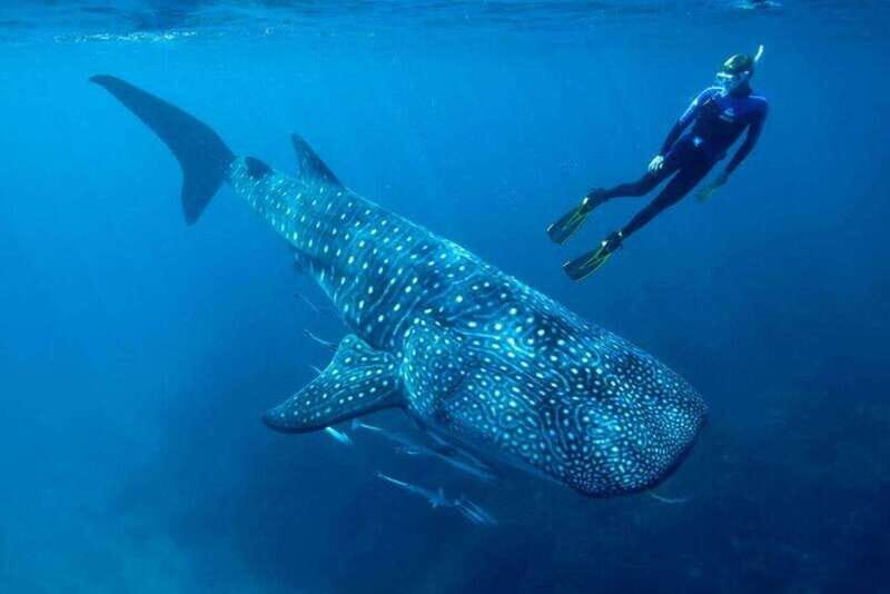 Cancun: Swim with Whale Sharks - Who This Tour Suits Best