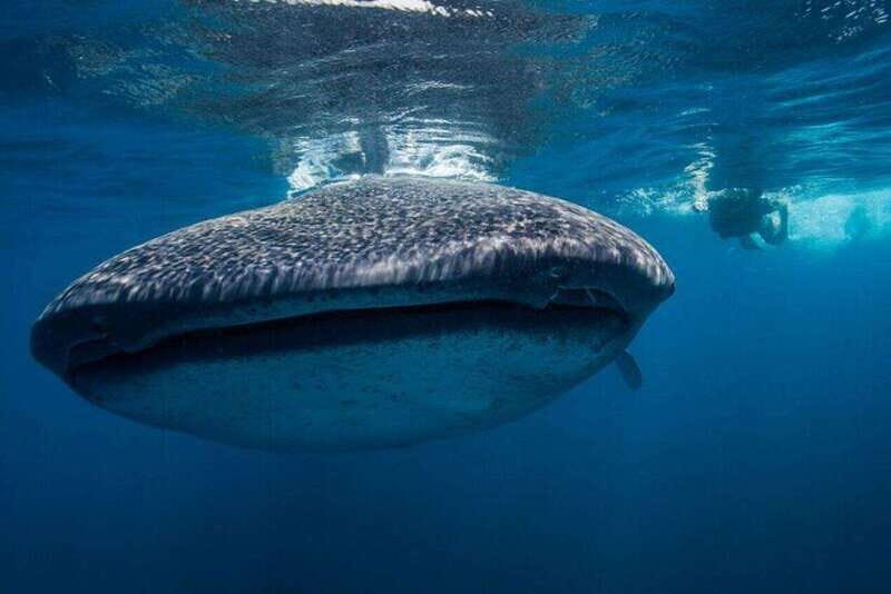 Cancun: Swim with Whale Sharks - FAQs