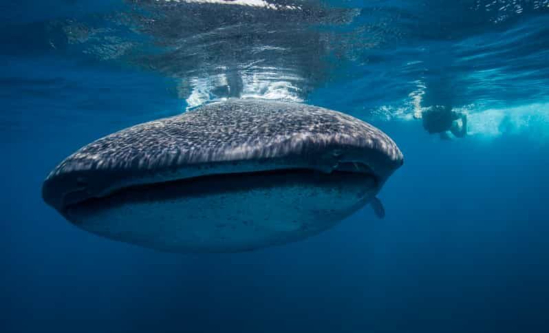 Cancún: Swim with Whale Sharks & Playa Norte Beach - Whats Included and Whats Not?
