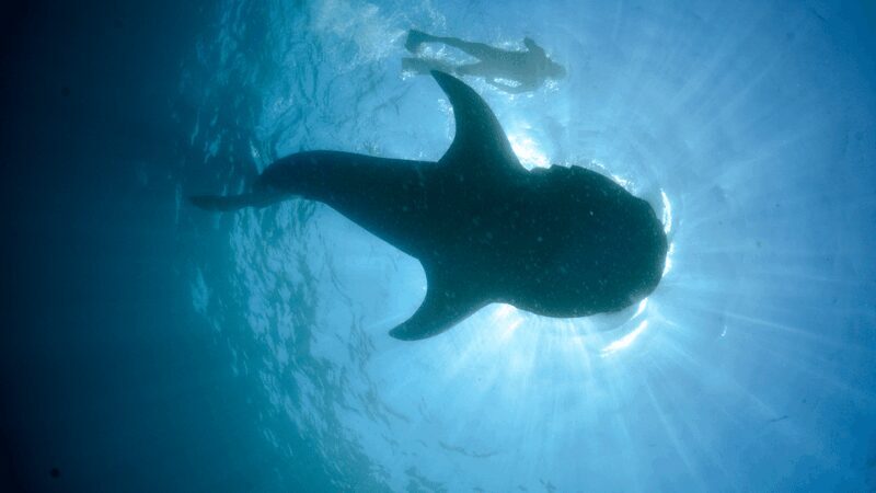 Cancún: Swim with Whale Sharks & Playa Norte Beach - The Value and Practicalities