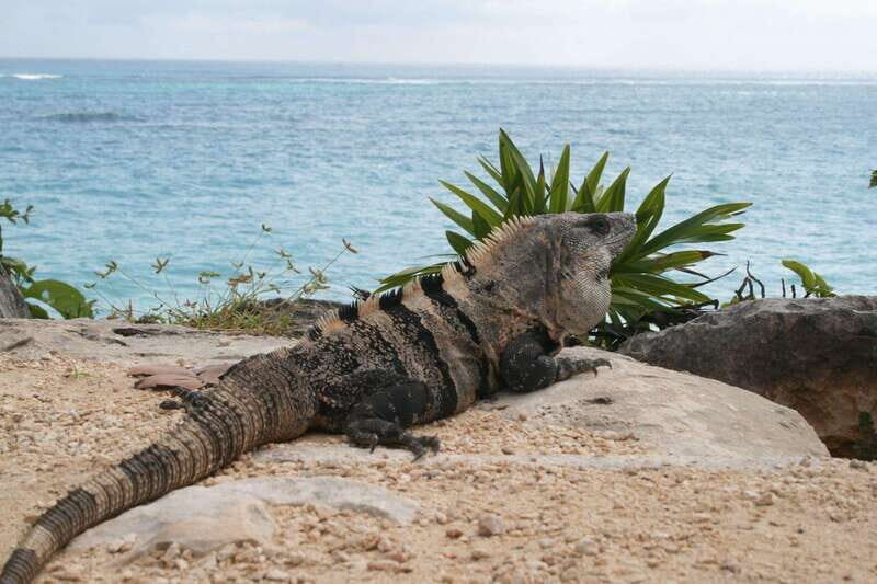 Cancun: Tulum, Coba and Cenote Archaeology and Nature Tour - Key Points